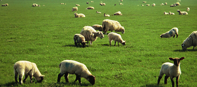 American Artisan Cheese: Can a Grassroots Movement Maintain its ...